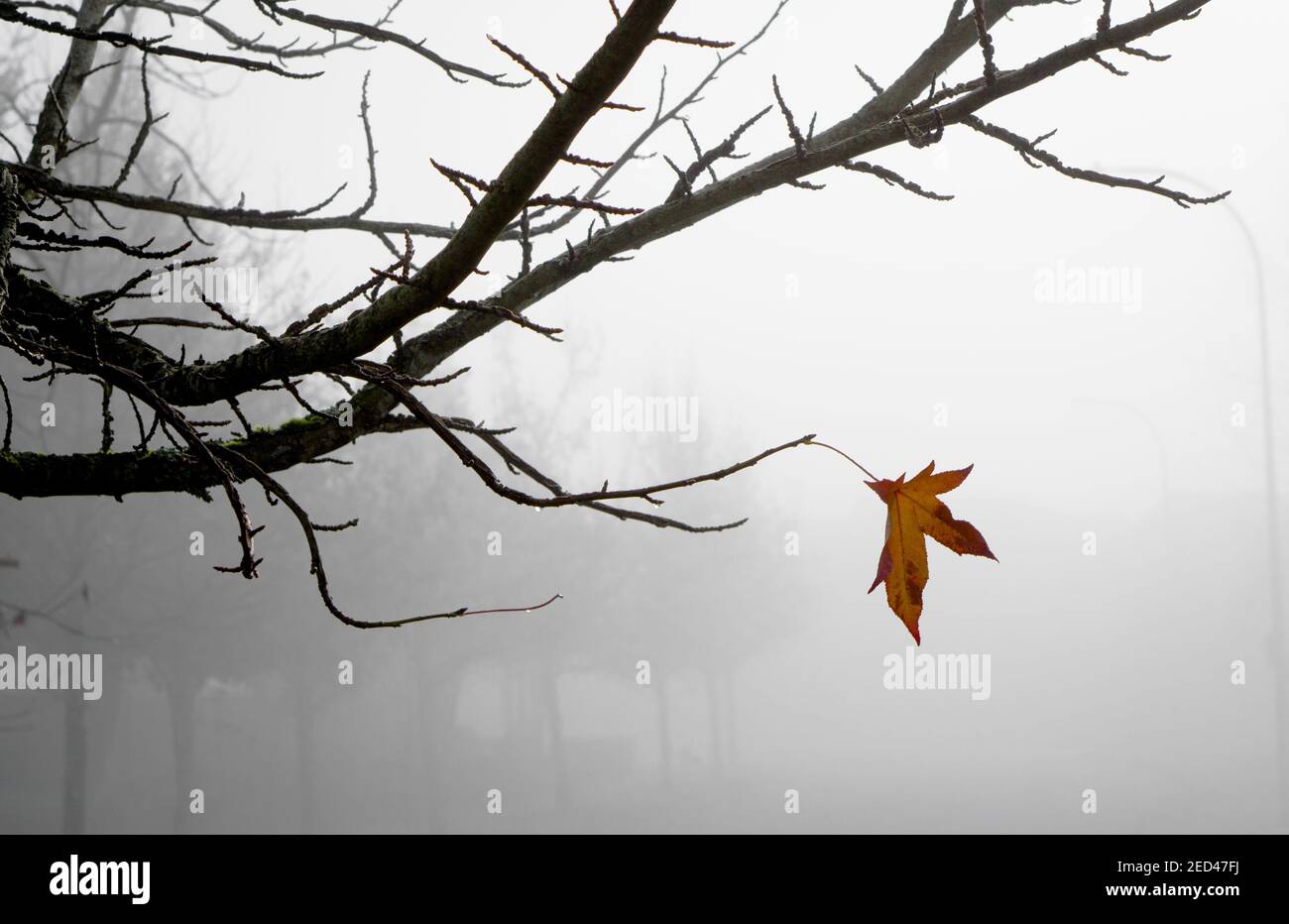Foggy backdrop hi-res stock photography and images - Alamy