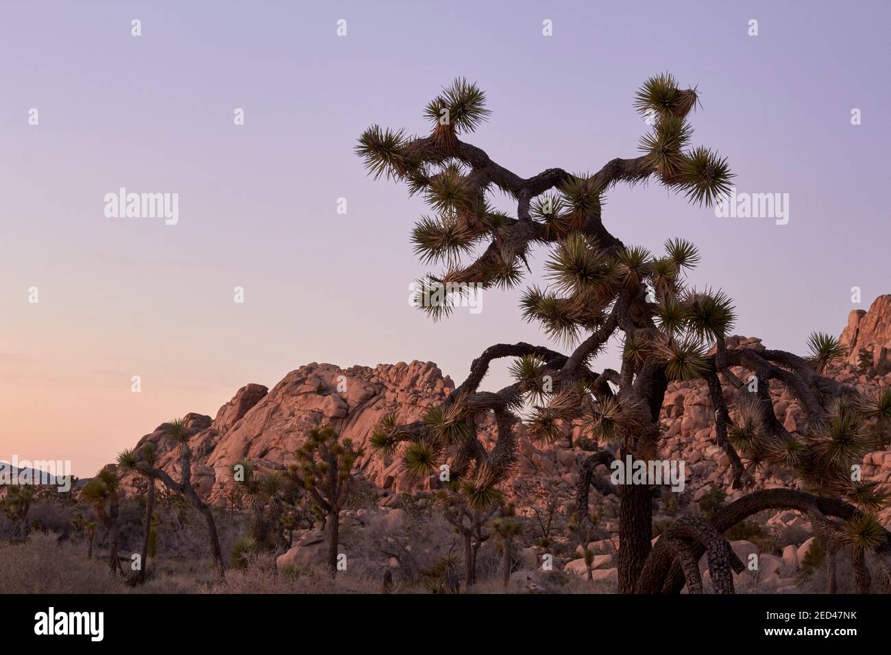 Joshua Trees (Yucca brevifolia) at Joshua Tree National Park in ...