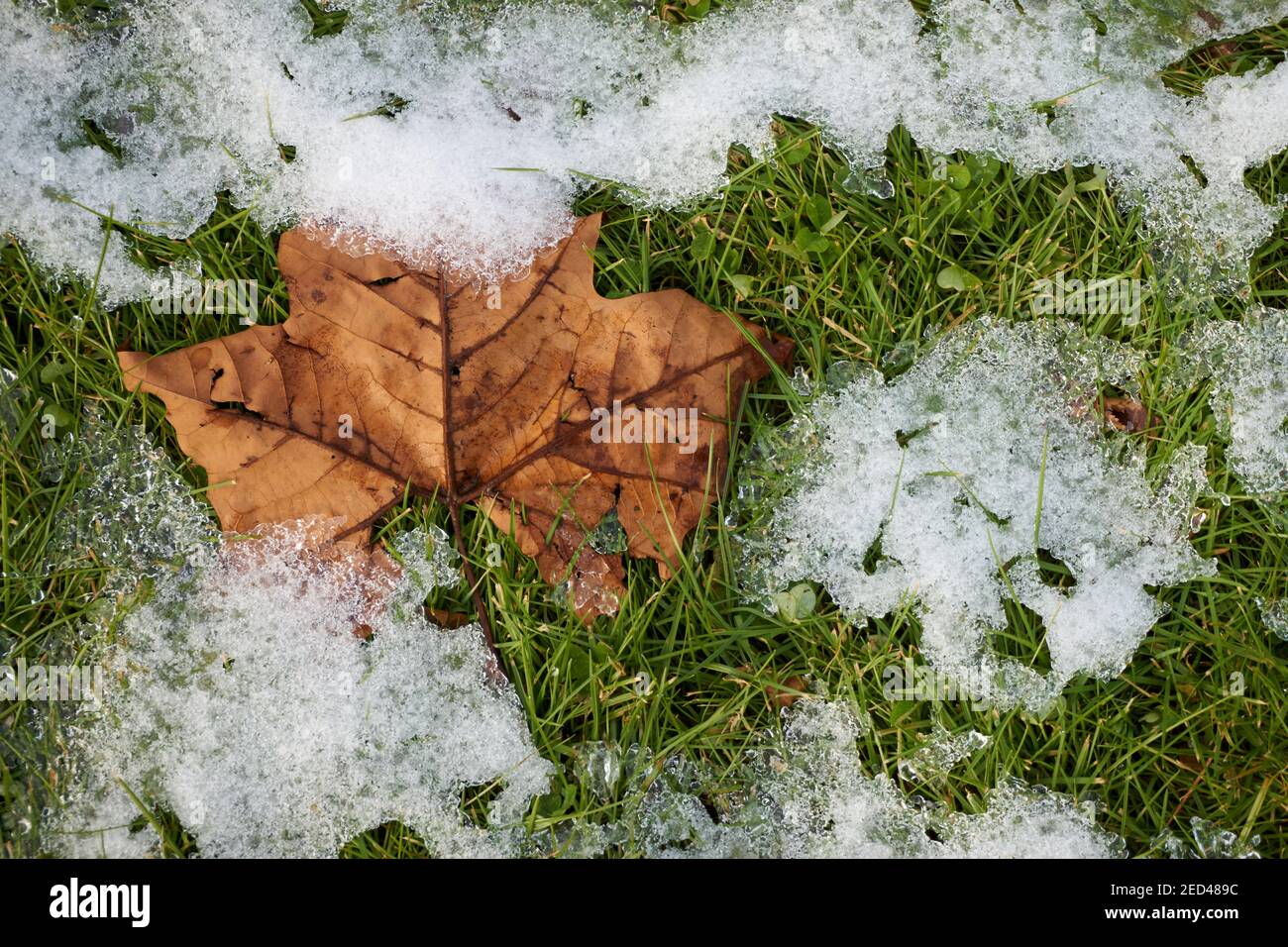 A maple leaf in melting snow Stock Photo - Alamy