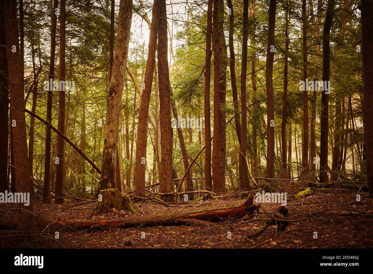 A stand of old growth hemlock forest at Swallow Falls State Park ...