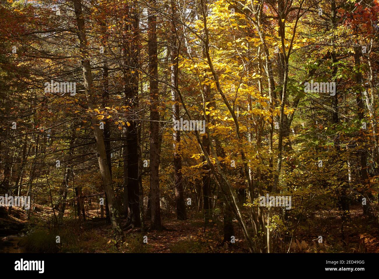 The poconos fall hi-res stock photography and images - Alamy
