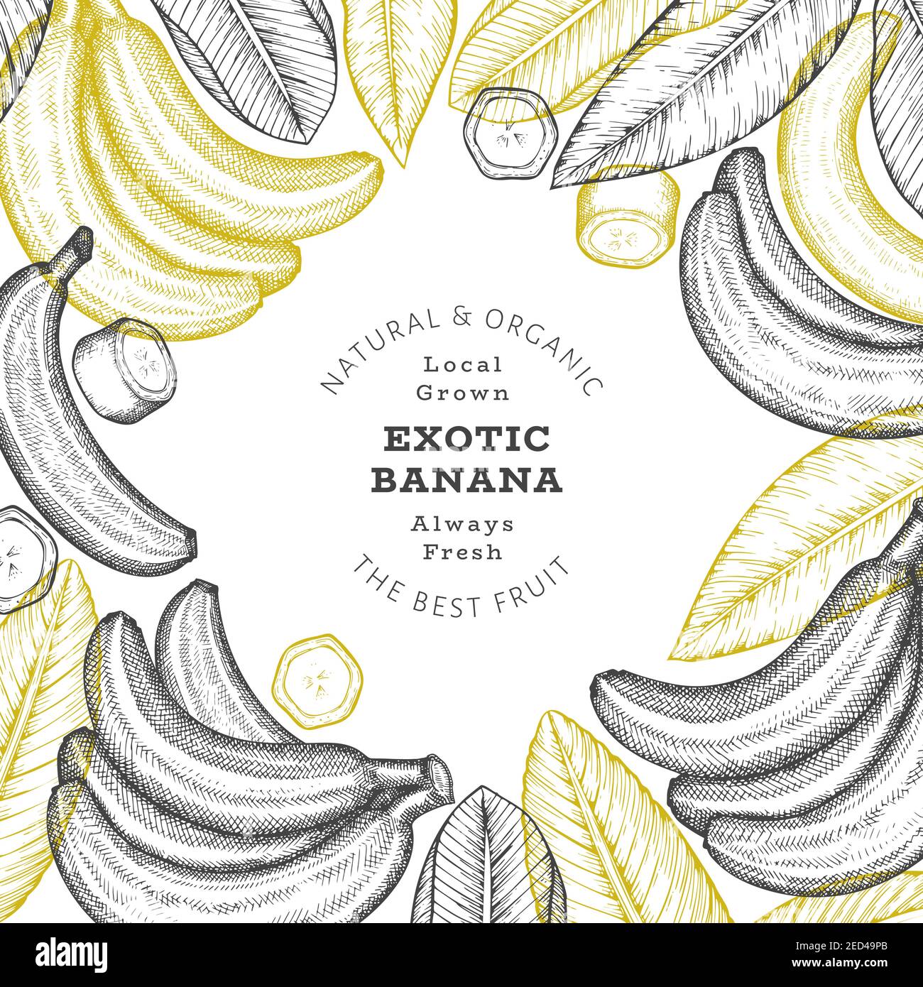 Hand drawn sketch style banana banner. Organic fresh fruit vector ...