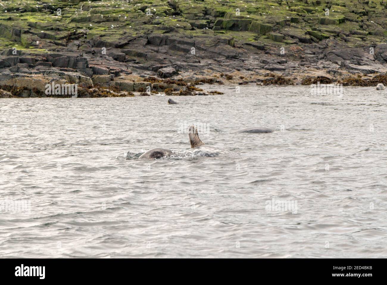 Seals in the water at Farne Islands Stock Photo - Alamy