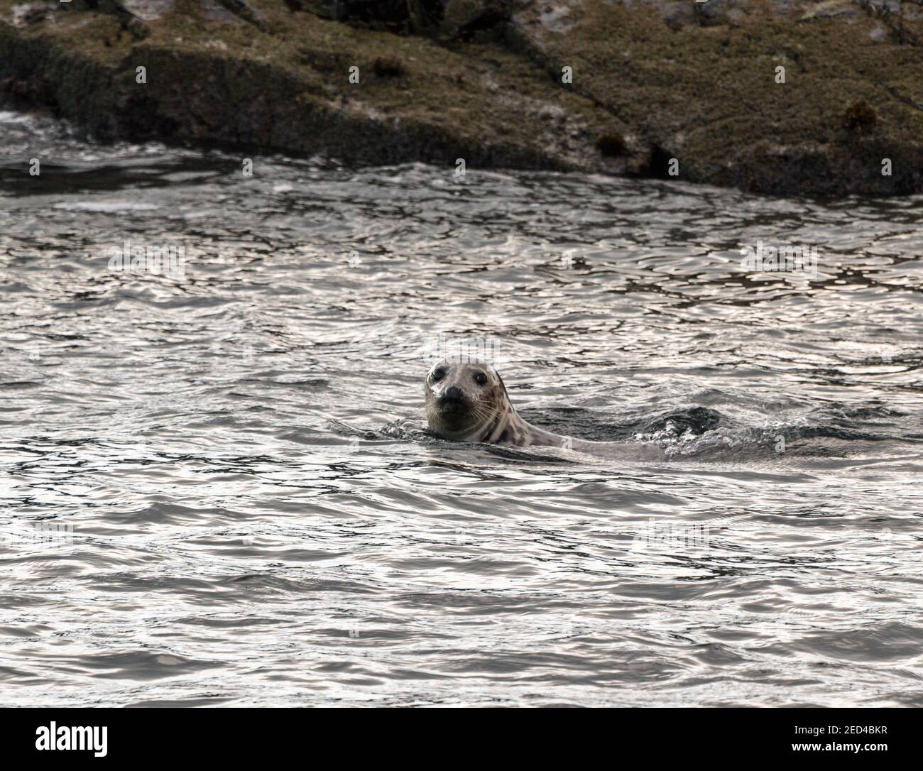 Seals in the water at Farne Islands Stock Photo - Alamy