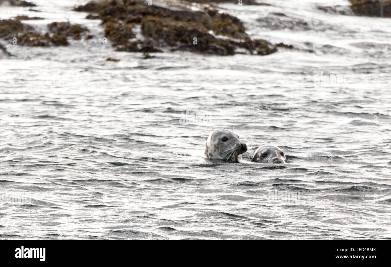 Farne islands seals hi-res stock photography and images - Alamy