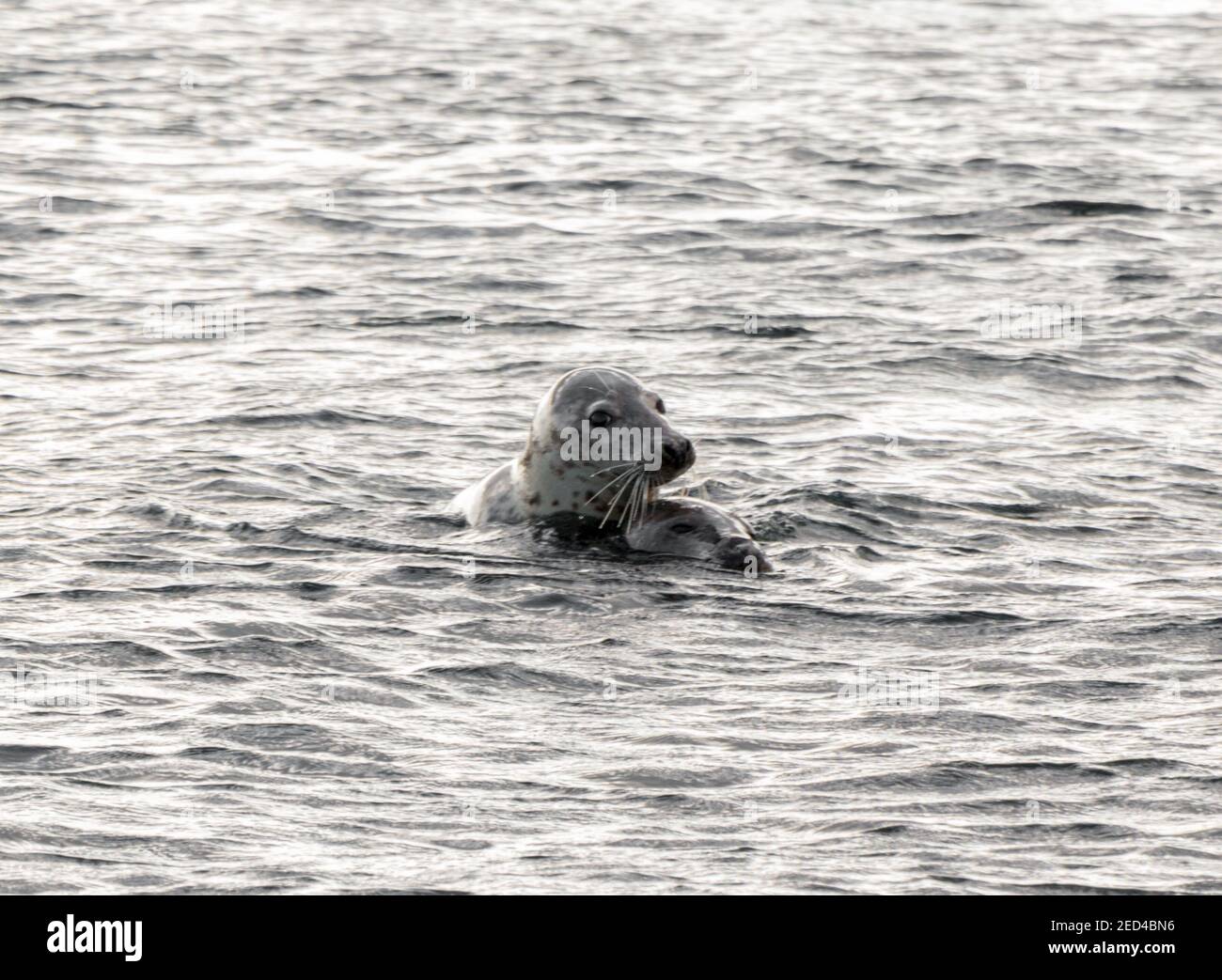 Seals in the water at Farne Islands Stock Photo - Alamy