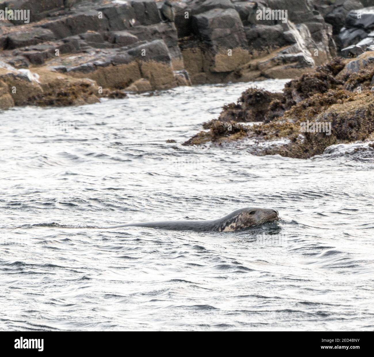 Seals in the water at Farne Islands Stock Photo - Alamy