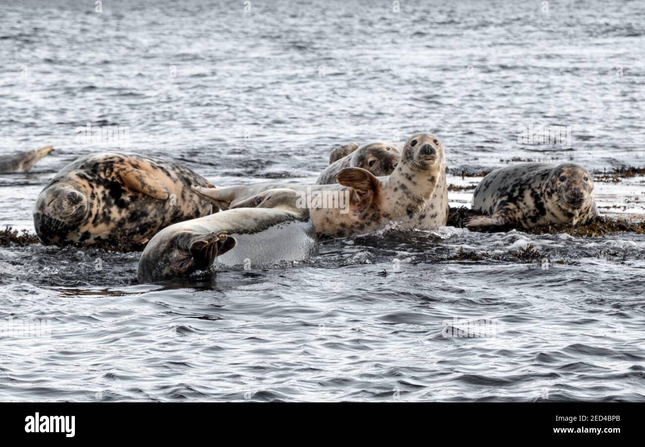 Seals in the water at Farne Islands Stock Photo - Alamy