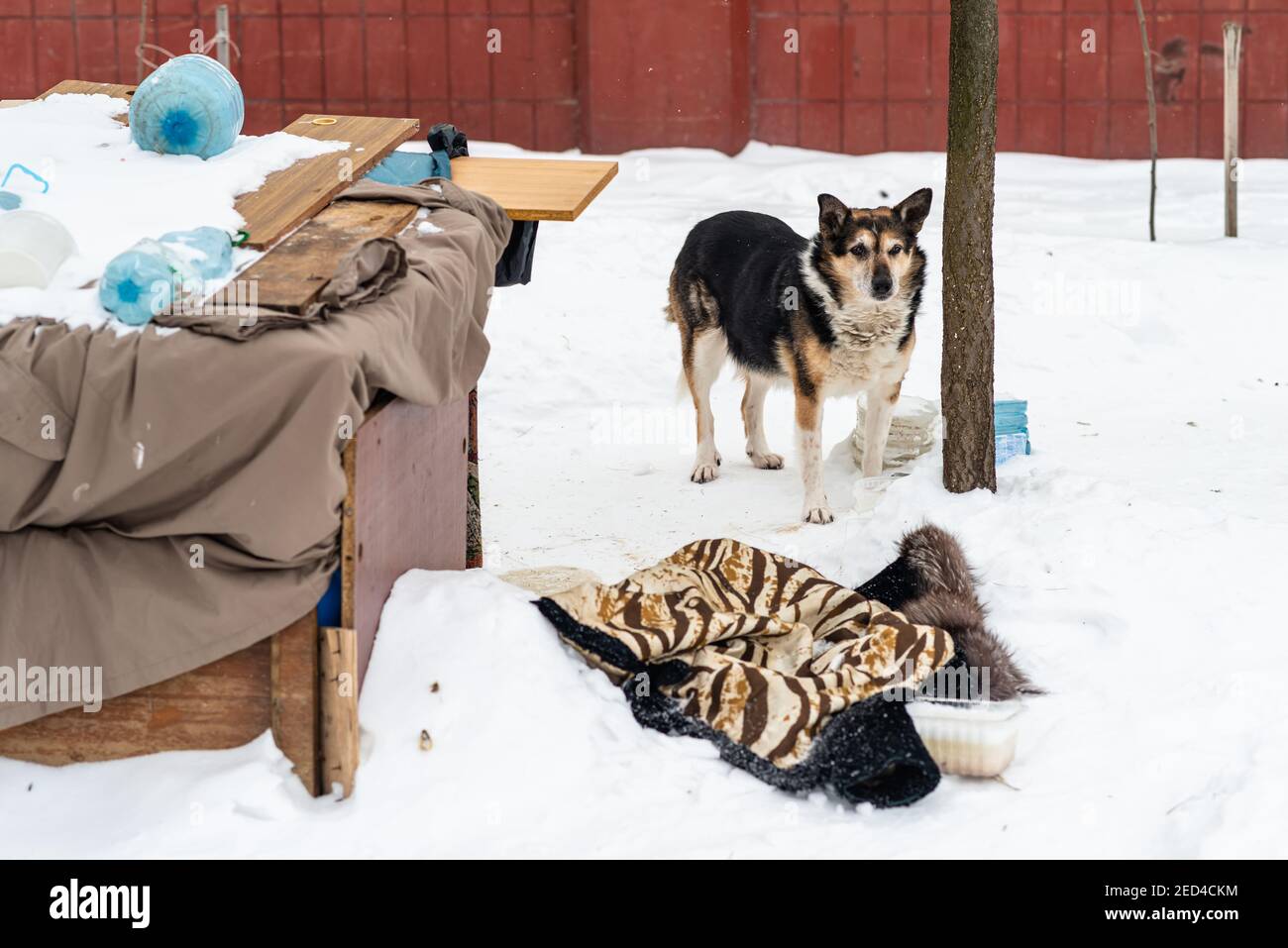 Homeless animals hi-res stock photography and images - Alamy