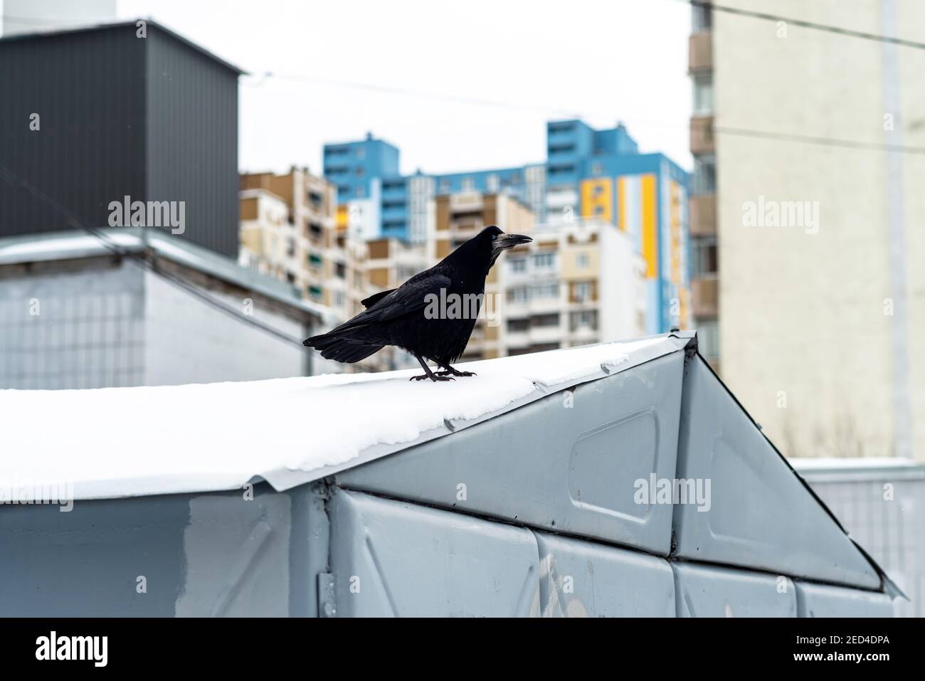 Crow on roof building hi-res stock photography and images - Alamy
