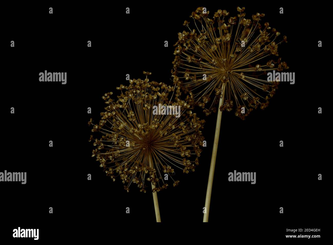 Allium flower seeds hi-res stock photography and images - Alamy