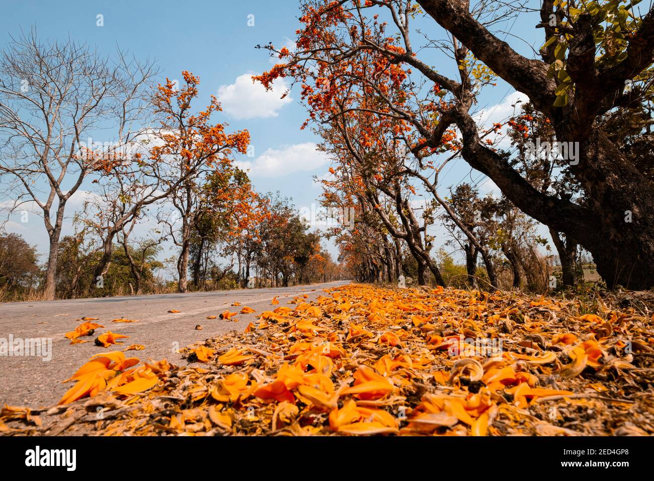 Landscape of the asphalt road and palash tree with full of beautiful ...
