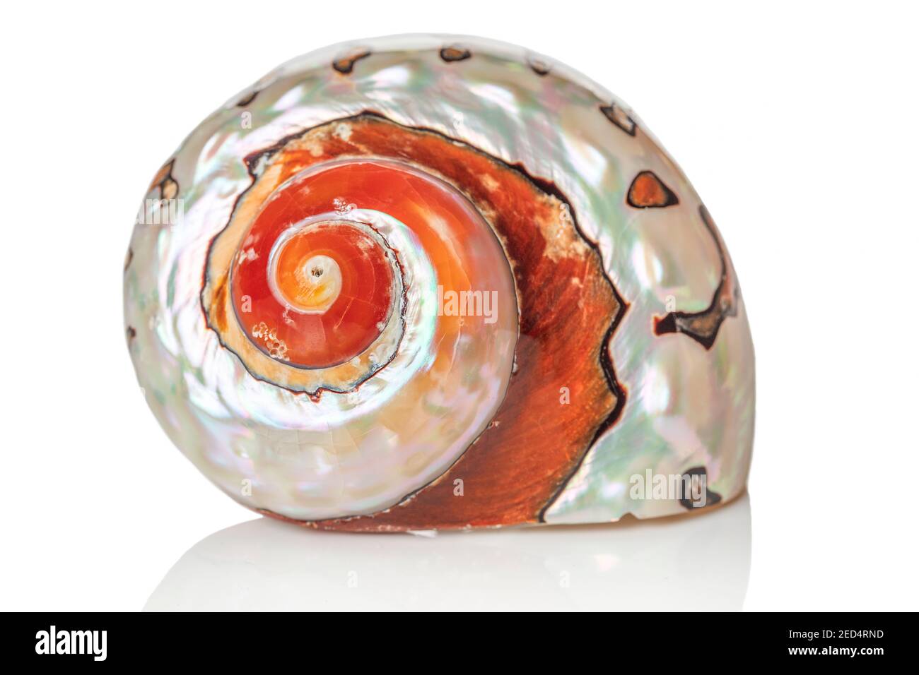 Single brown sea shells isolated on white background Stock Photo - Alamy