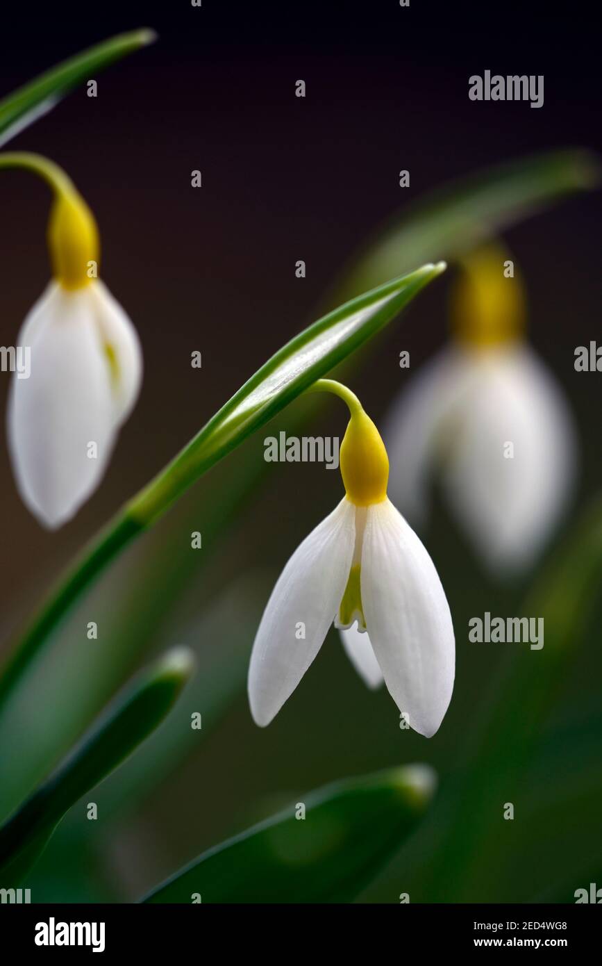 Galanthus bill clark hi-res stock photography and images - Alamy