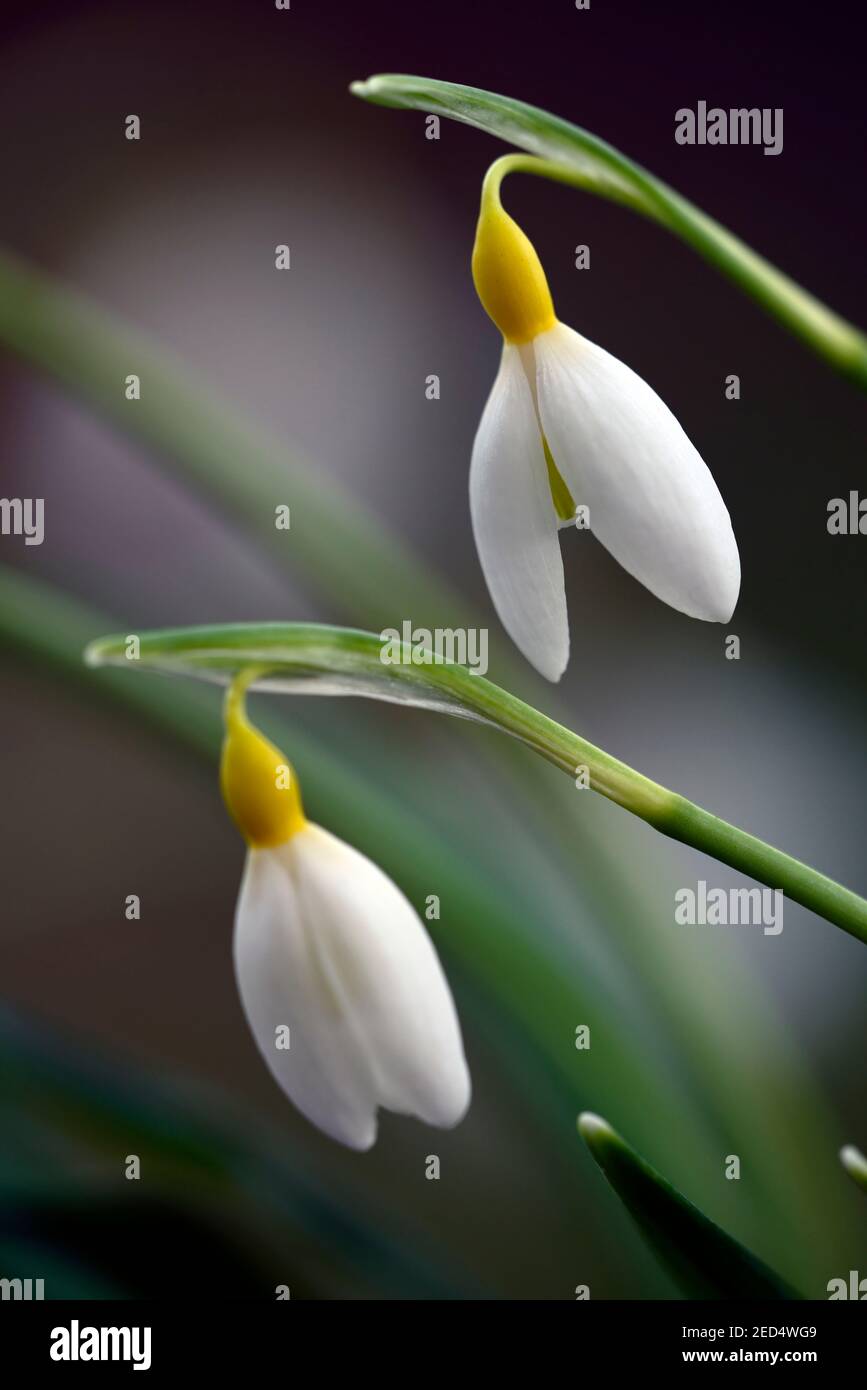 Galanthus bill clark hi-res stock photography and images - Alamy