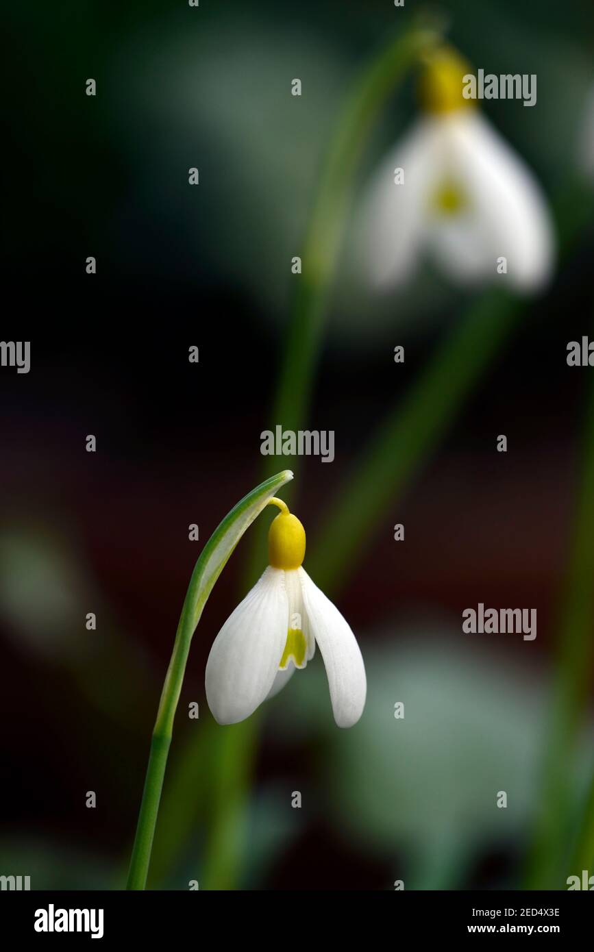 galanthus spindlestone surprise,yellow snowdrop,yellow snowdrops ...