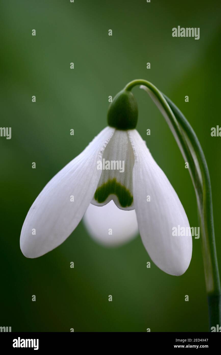 galanthus sam arnott,snowdrop,snowdrops, spring, flower, flowers ...