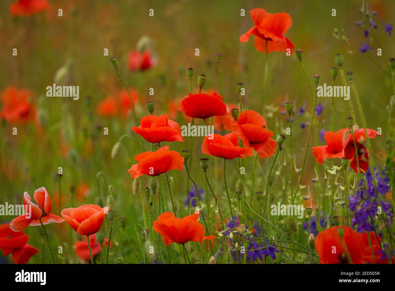 Beautiful red poppies on a summer field. Opium flowers, wild field ...