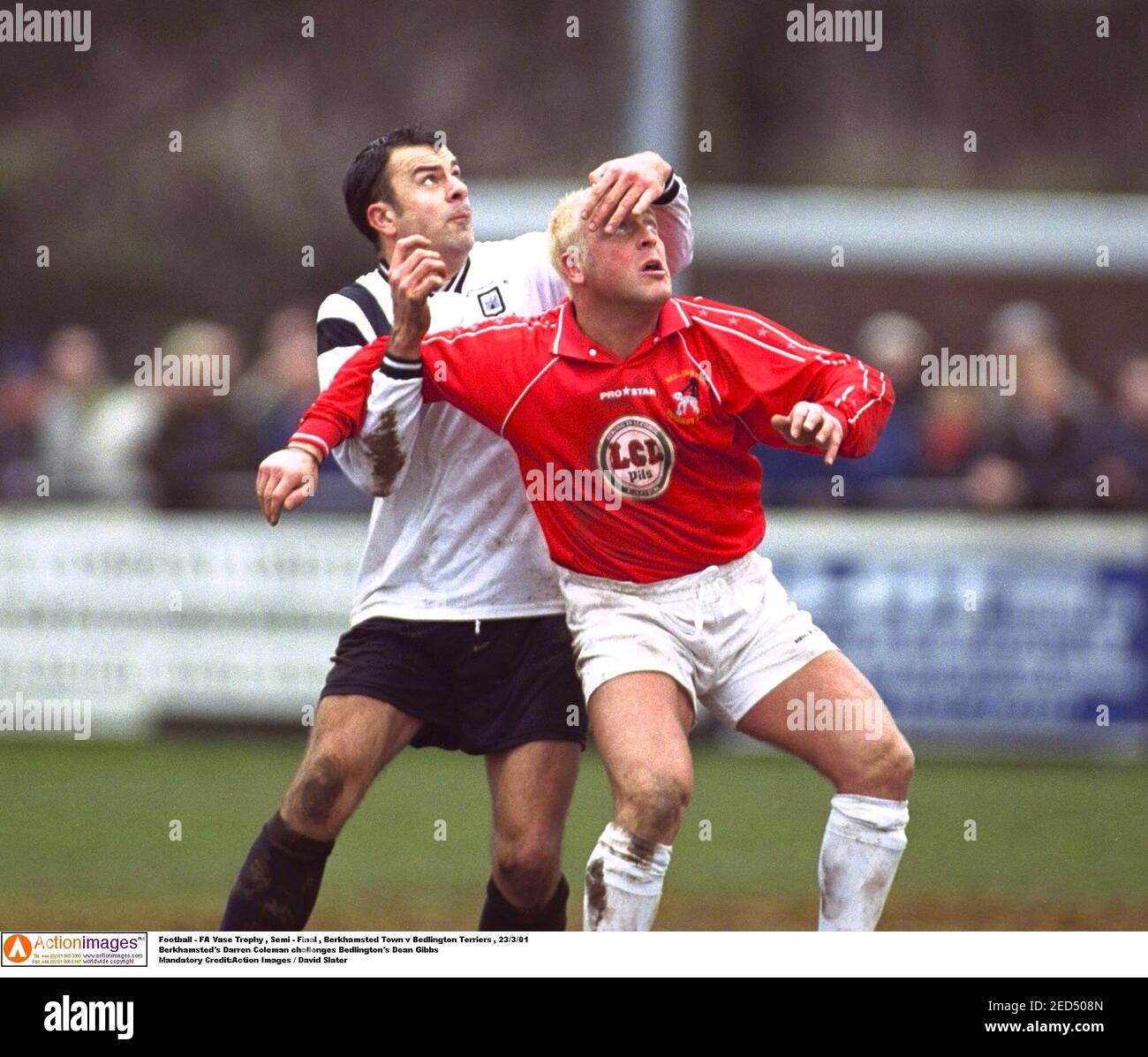 Bedlington terriers football hi-res stock photography and images - Alamy