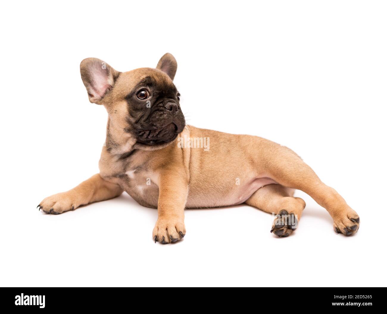 French Bulldog puppy. Cute little puppy Stock Photo - Alamy