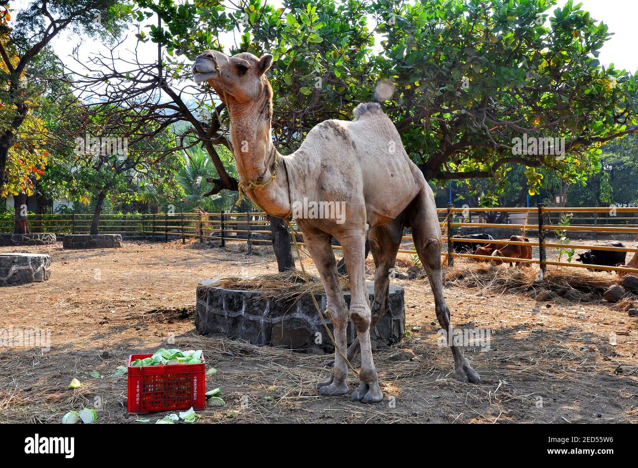 An old camel standing near a green tree Stock Photo - Alamy