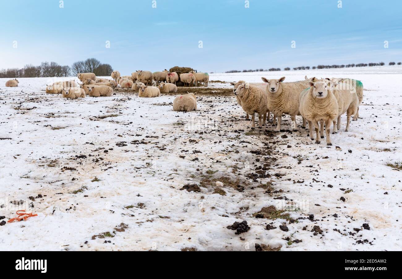 A flock of ewes or female sheep on a cold Winter's day with snow on the ...