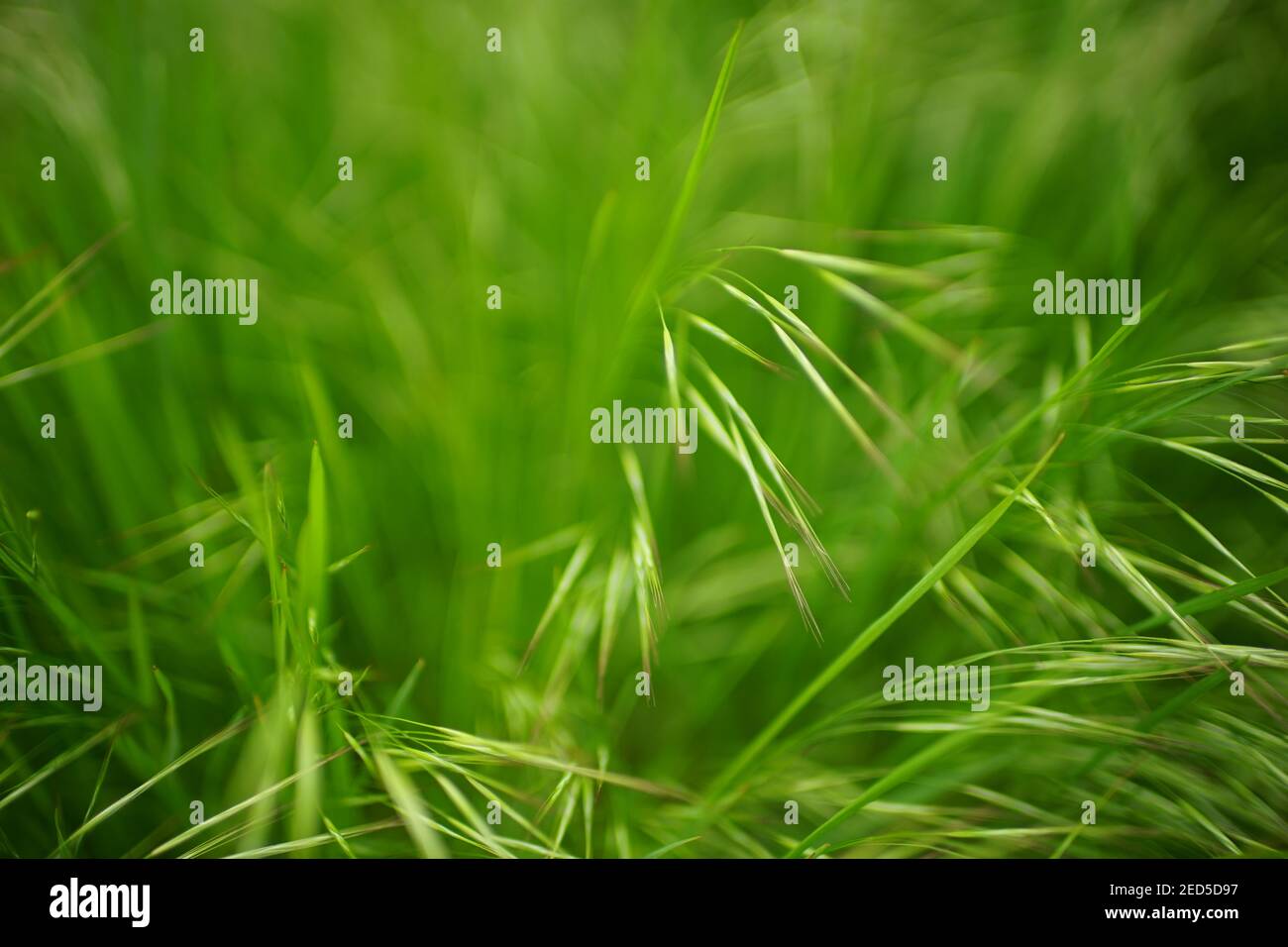 Lush green grass grow in a summer meadow Stock Photo - Alamy