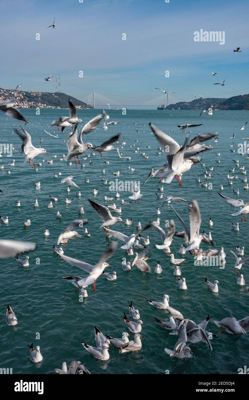 The Bosphorus Strait, Istanbul, Turkey Stock Photo - Alamy