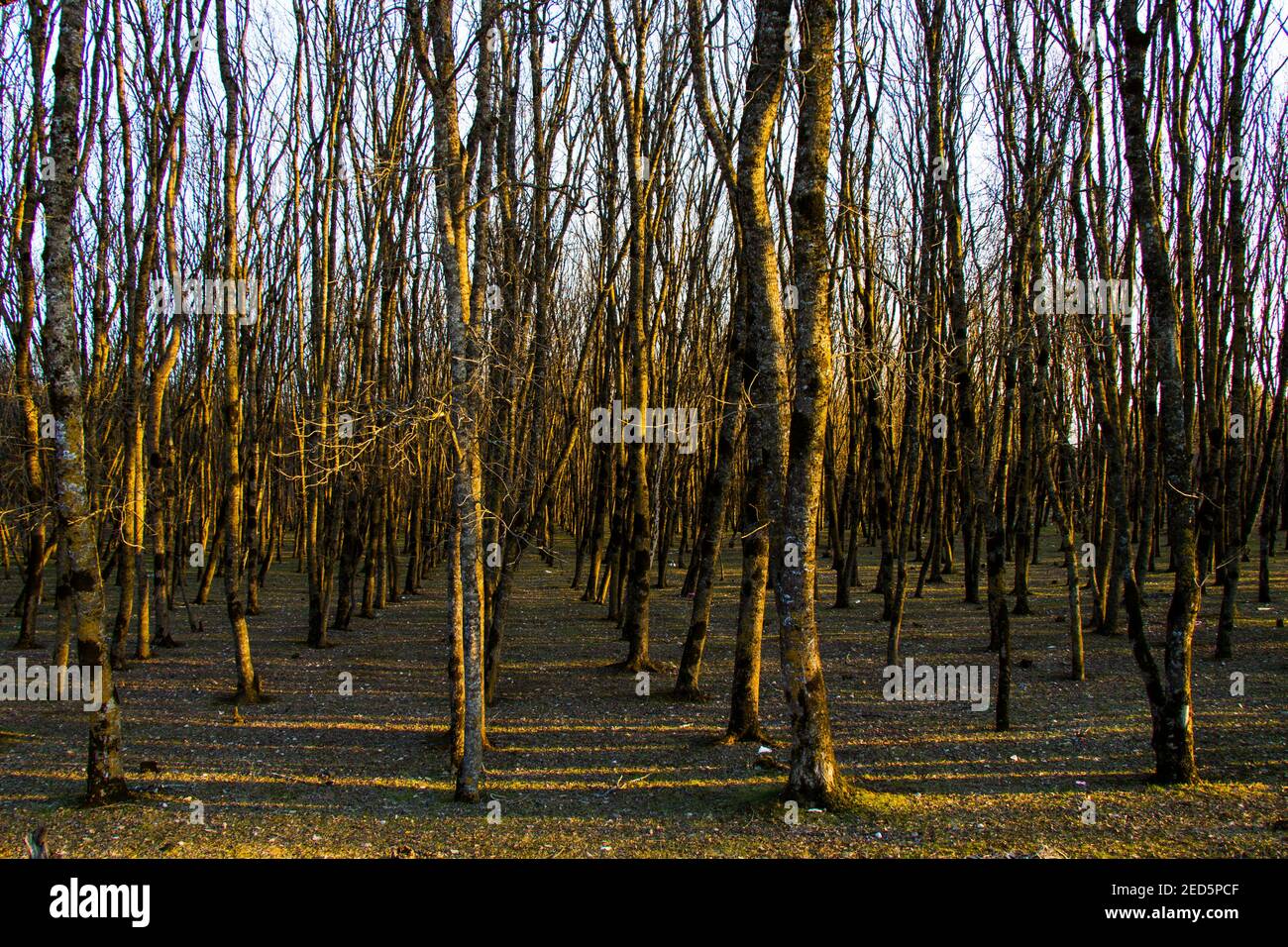 Forest view and landscape, magic trees wild scene in Georgia Stock ...
