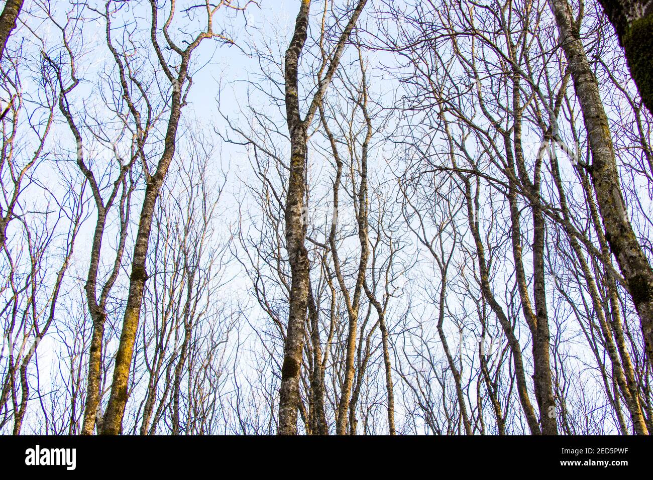 Forest view and landscape, magic trees wild scene in Georgia Stock ...