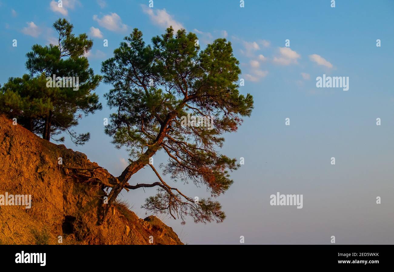 Lone cedar tree hi-res stock photography and images - Alamy