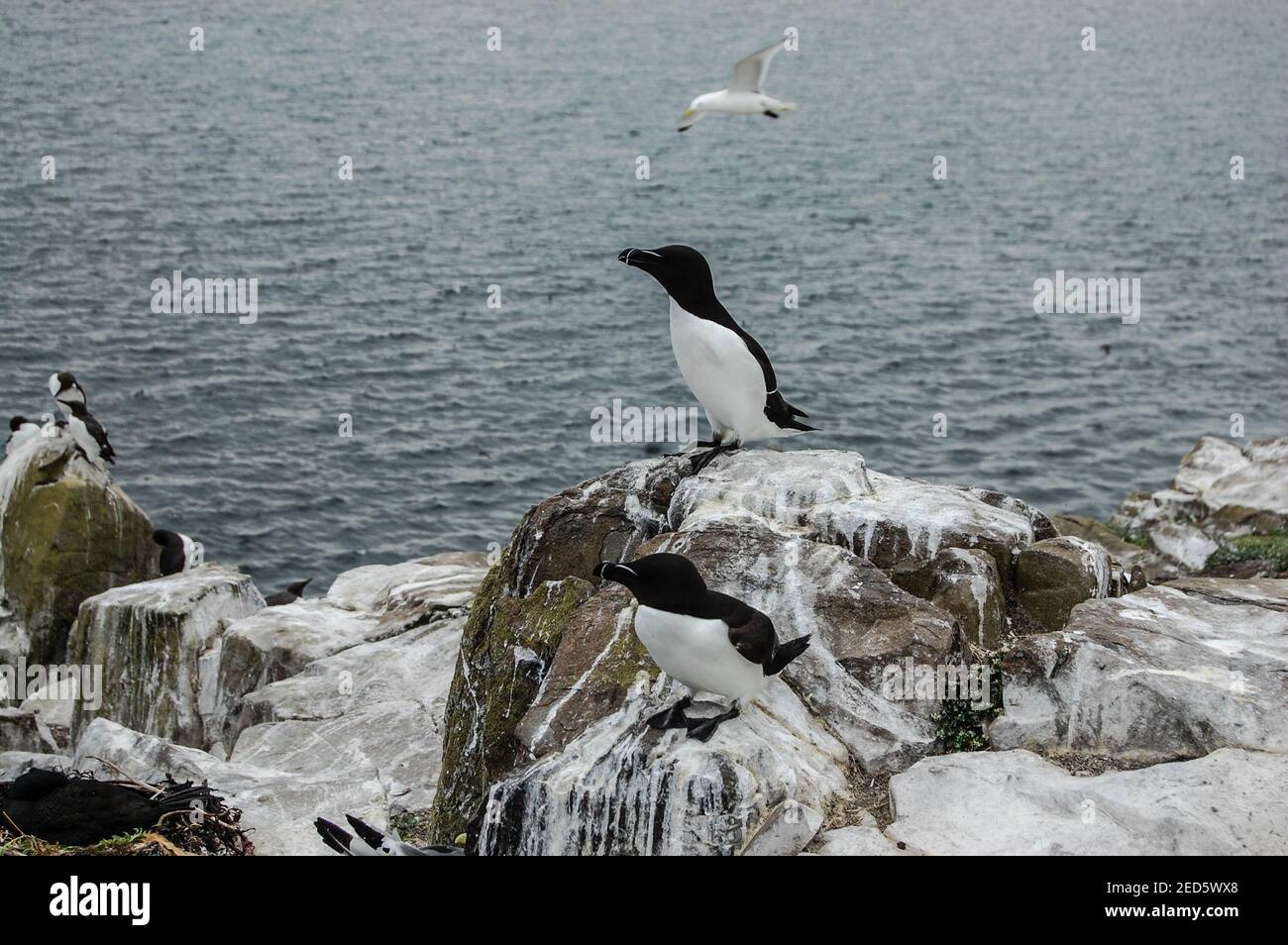 Razor Bills in the Fern Island Northumberland coast islands bird birds ...