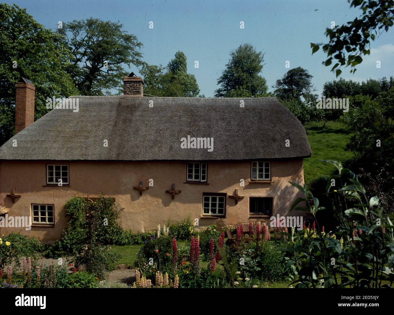 Suffolk pink painted cottage with large cottage garden Stock Photo - Alamy