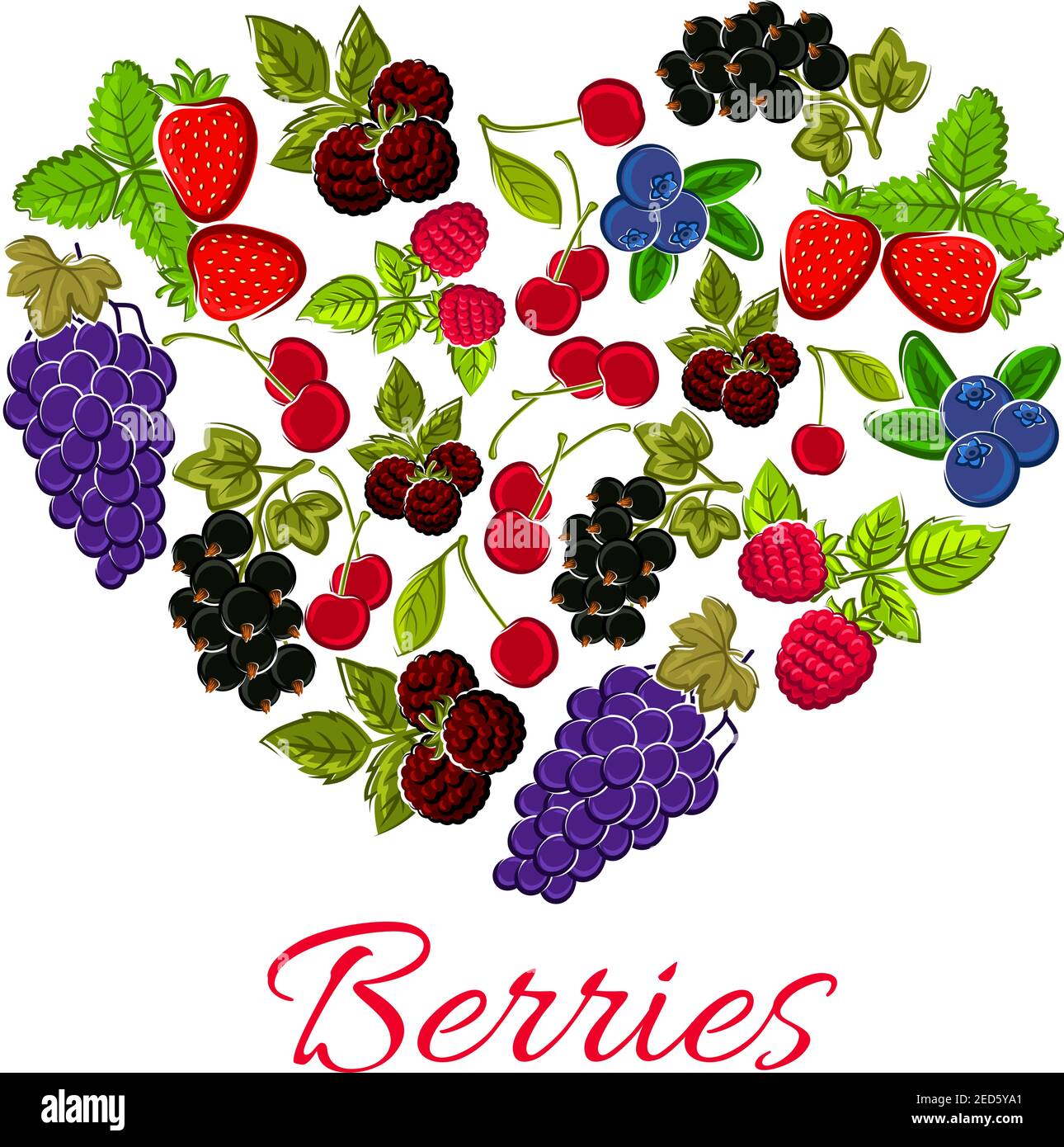 Blackcurant Stock Vector Images - Alamy