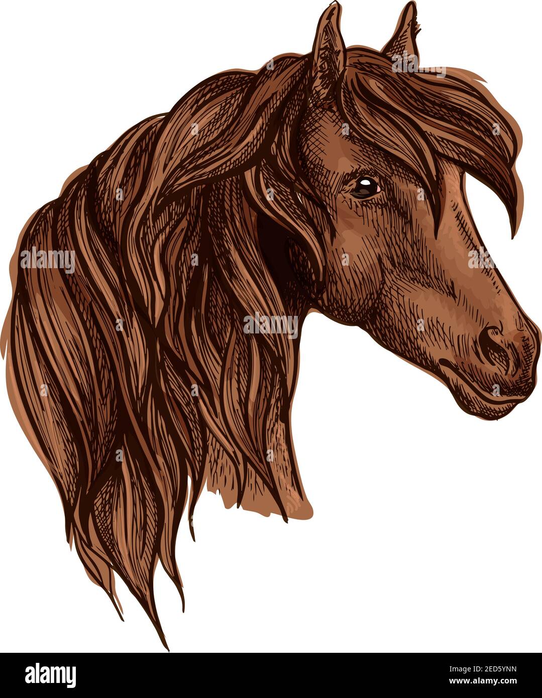 Vector portrait of noble brown horse mare with wavy mane and shiny kind ...