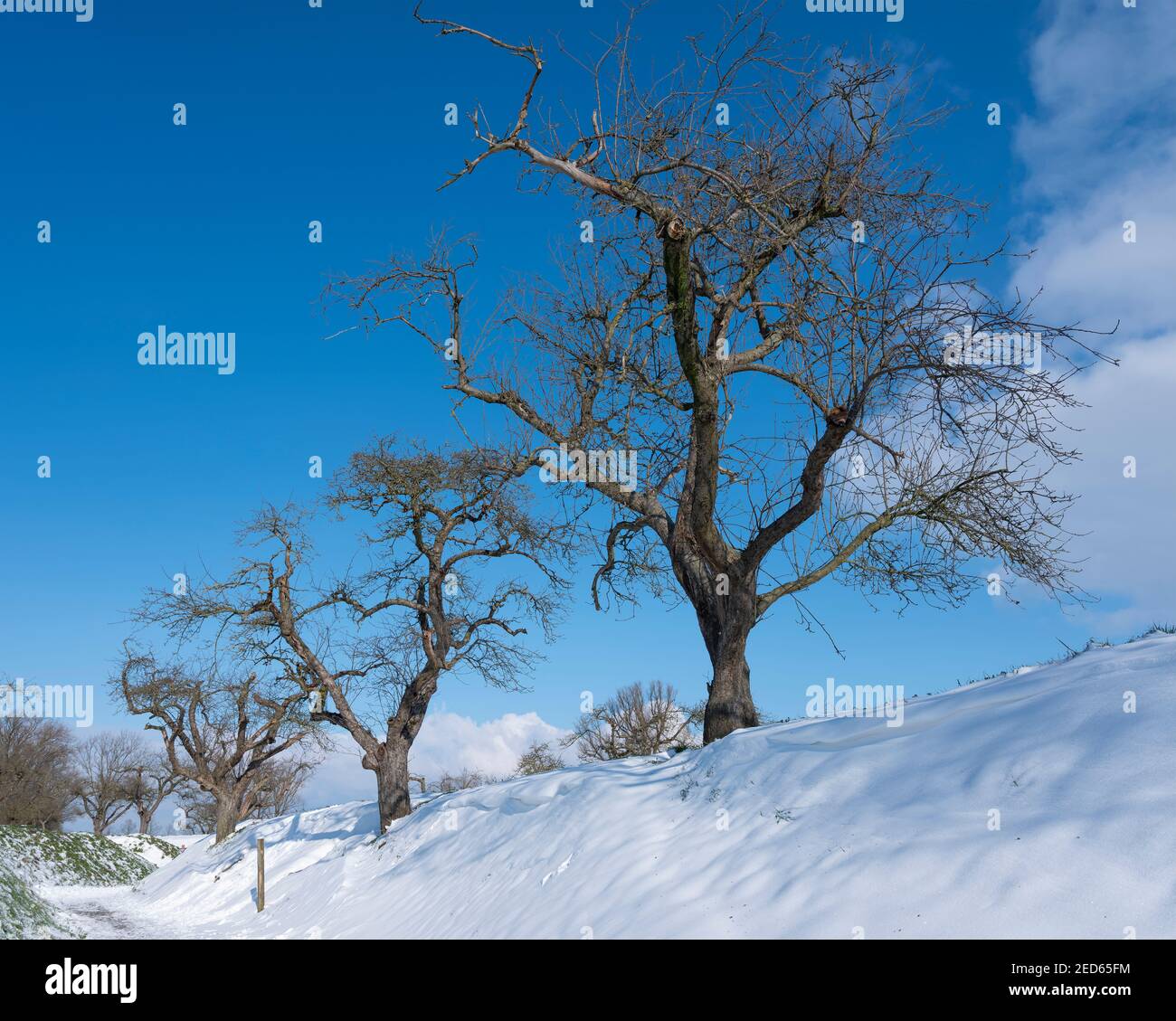 Trees shrubs under snow hi-res stock photography and images - Alamy