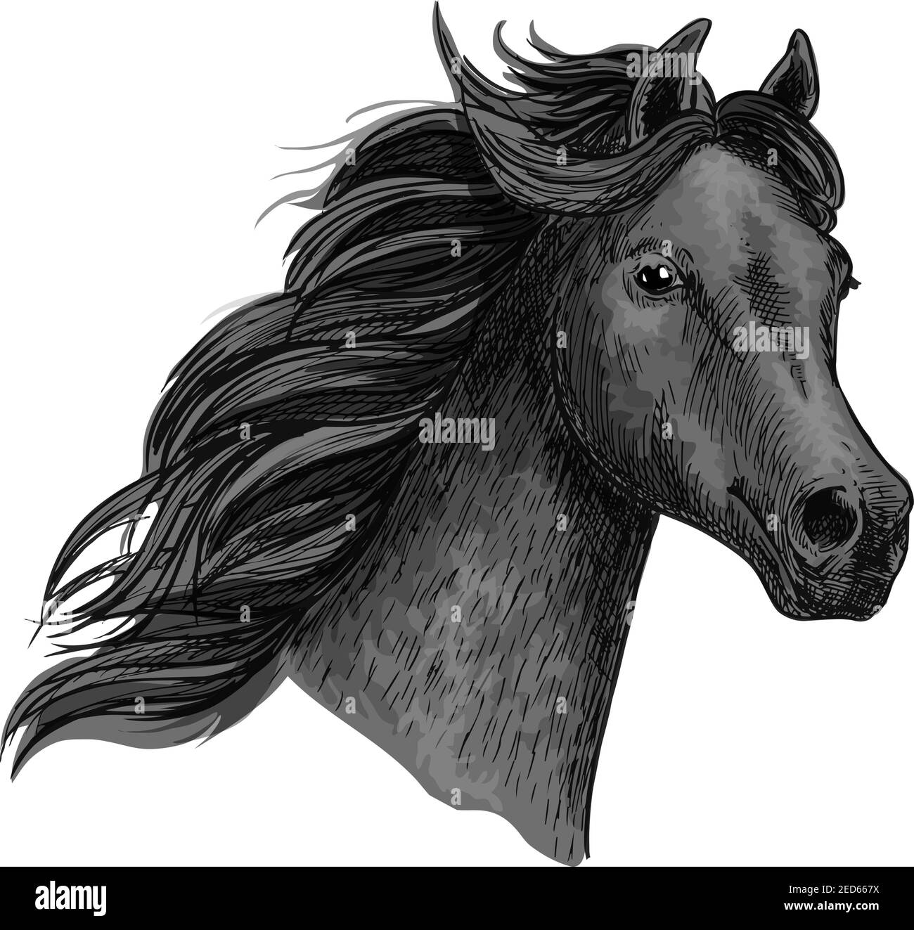 Raven Horse High Resolution Stock Photography and Images - Alamy