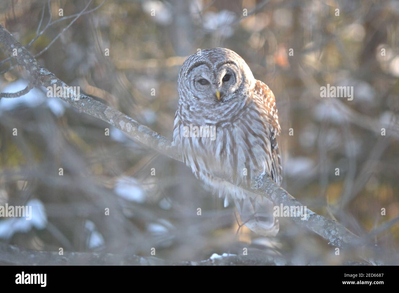 Ow tree hi-res stock photography and images - Alamy
