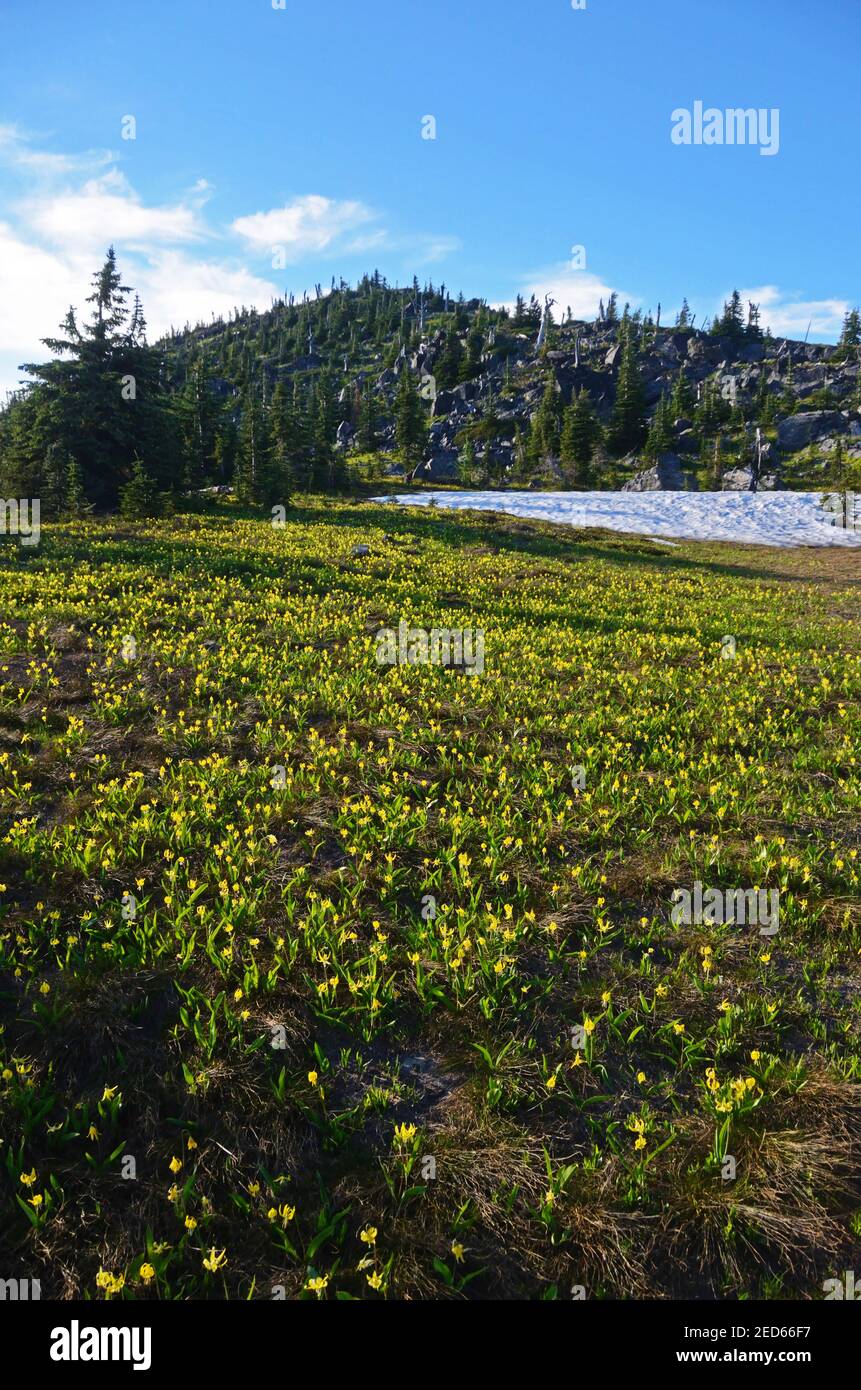 Glacier lilies blooming as the last snow drifts melt at Northwest Peak ...