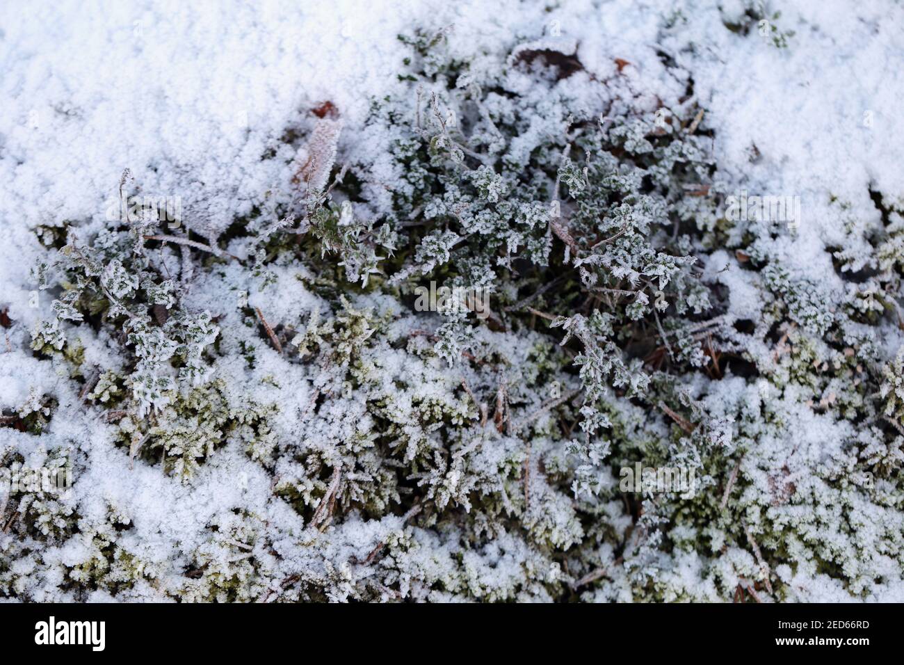 Frozen moss and snow on it in Finland during wintertime. Beautiful ...