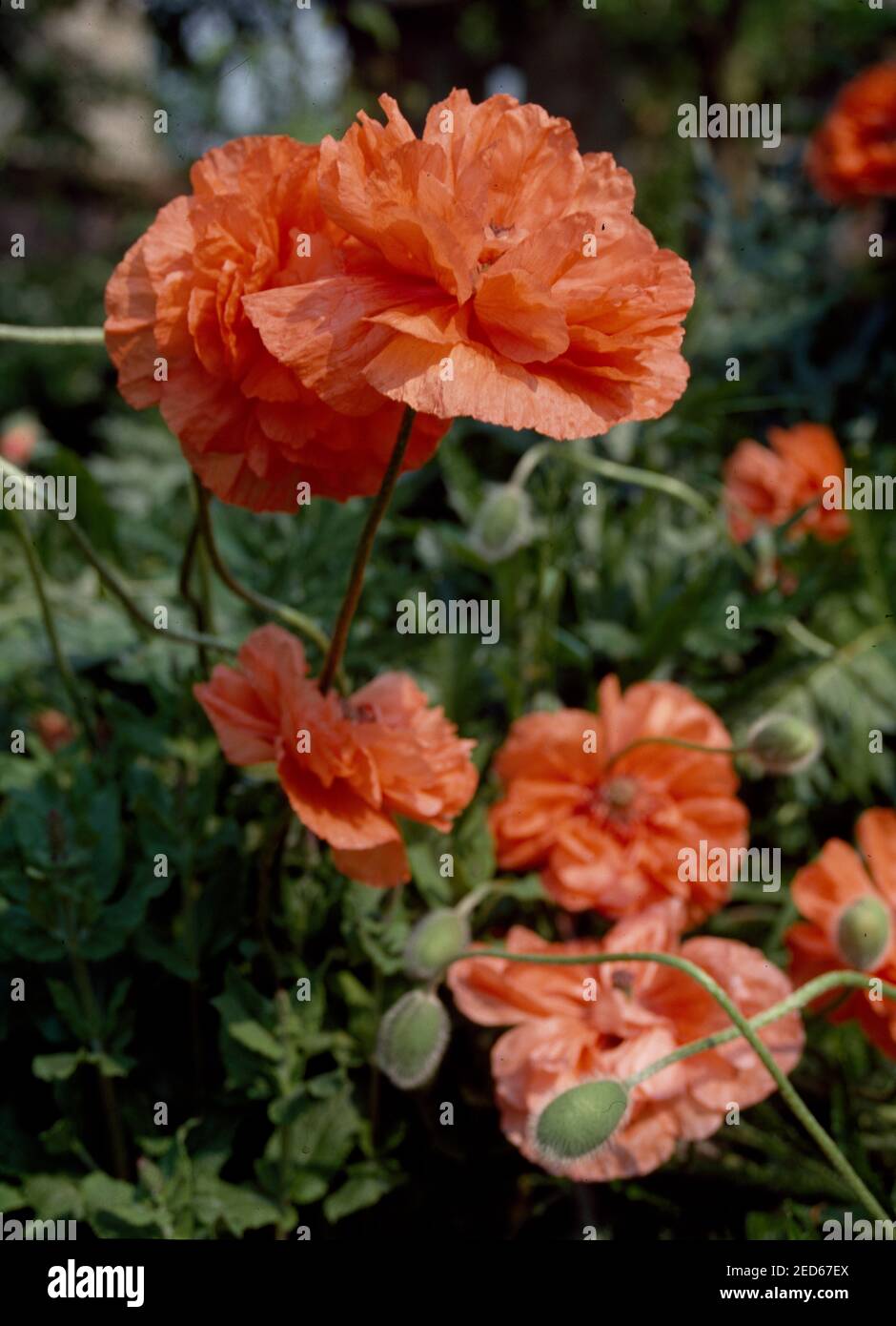 Annual poppy hi-res stock photography and images - Alamy