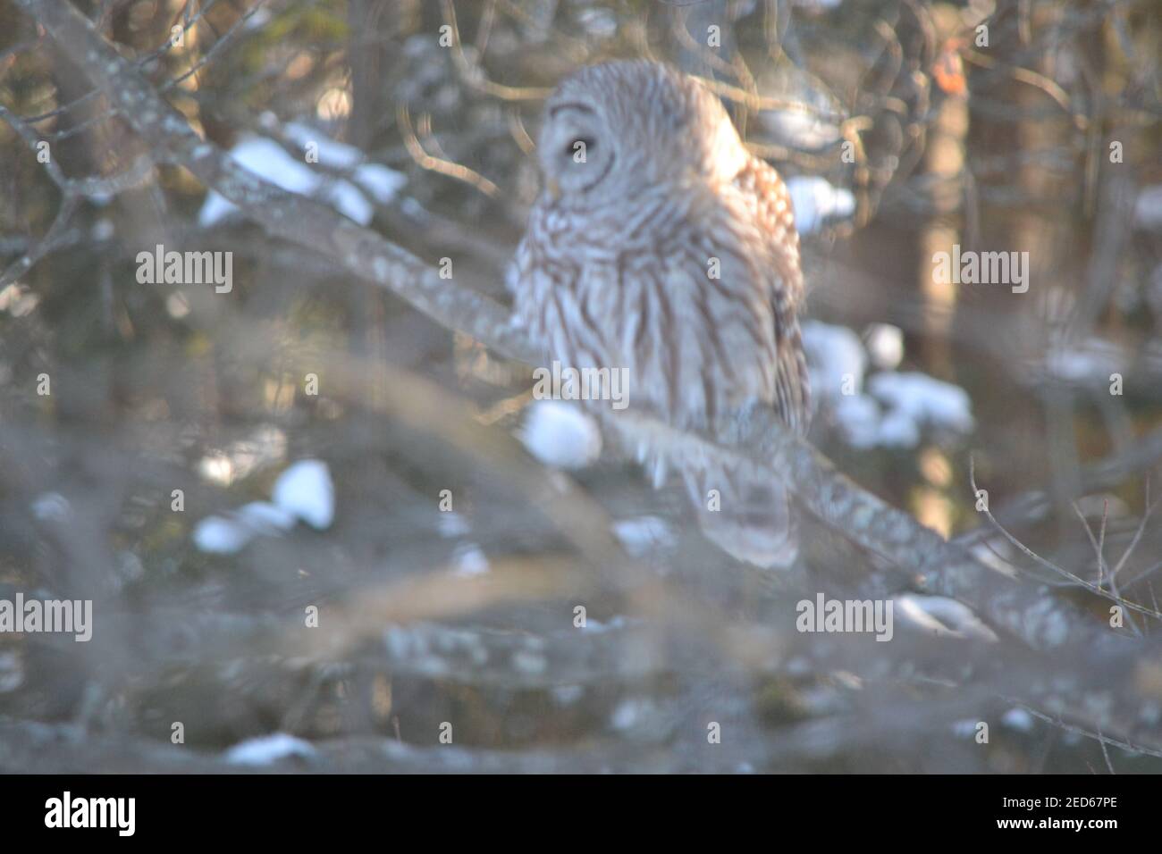 Ow tree hi-res stock photography and images - Alamy