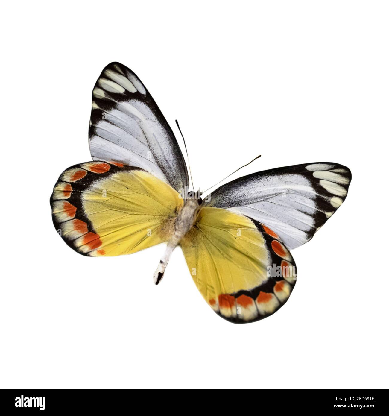 Bright blue butterfly isolated on white background with outstretched ...