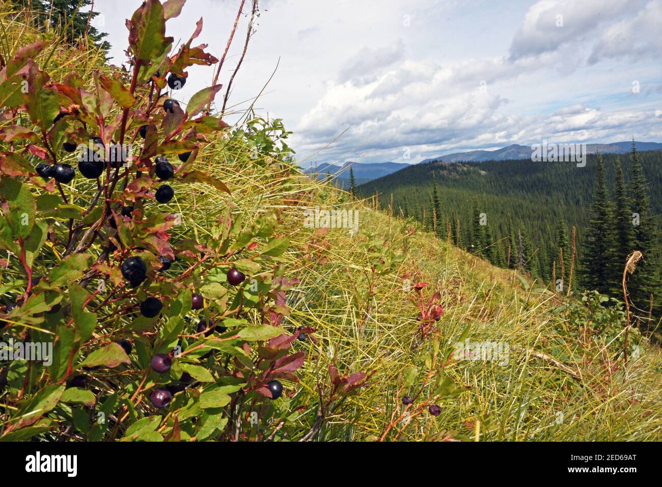 Huckleberry ridge hi-res stock photography and images - Alamy