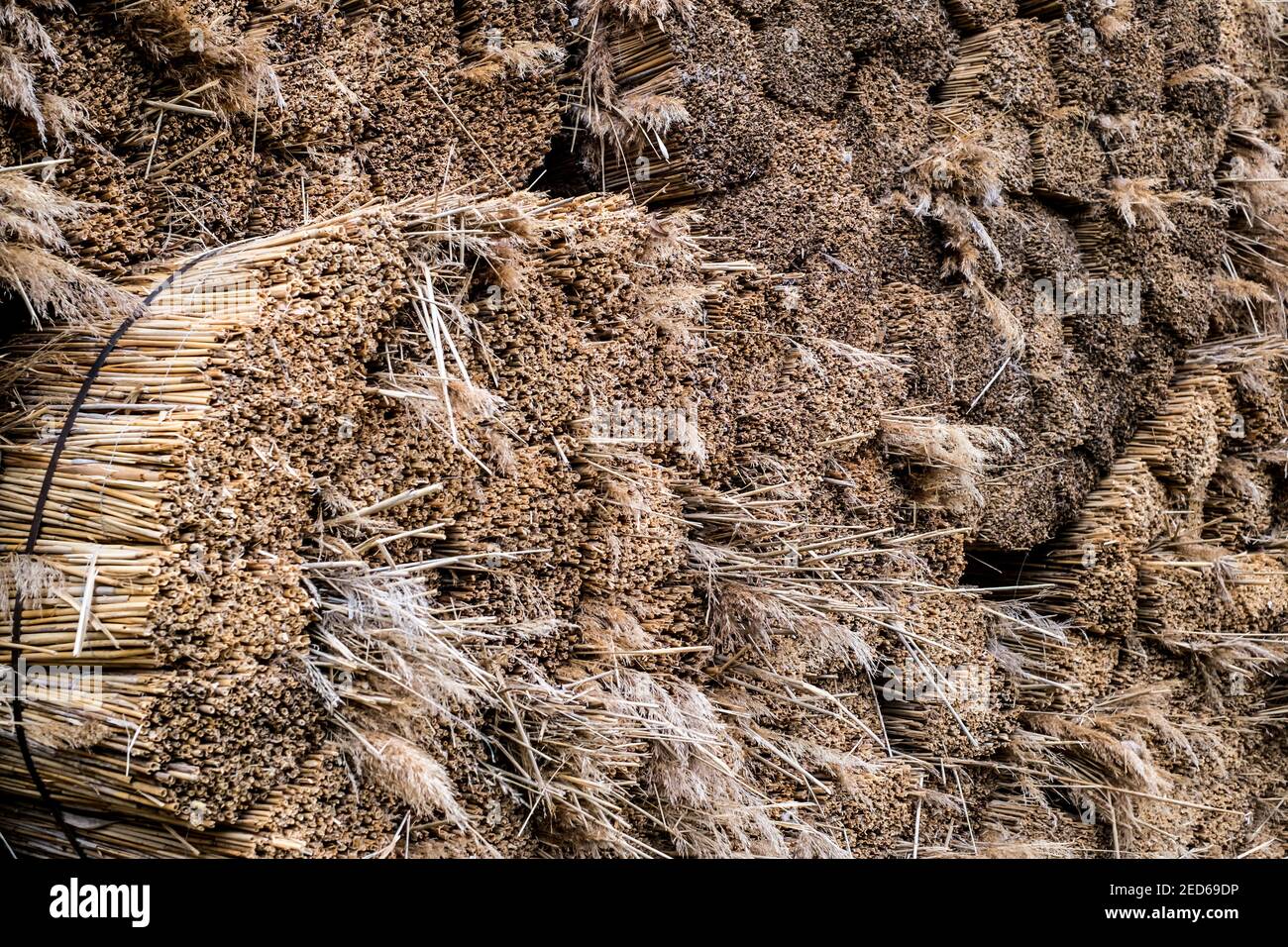 pile of harvested and bound reed for traditional roofing Stock Photo ...