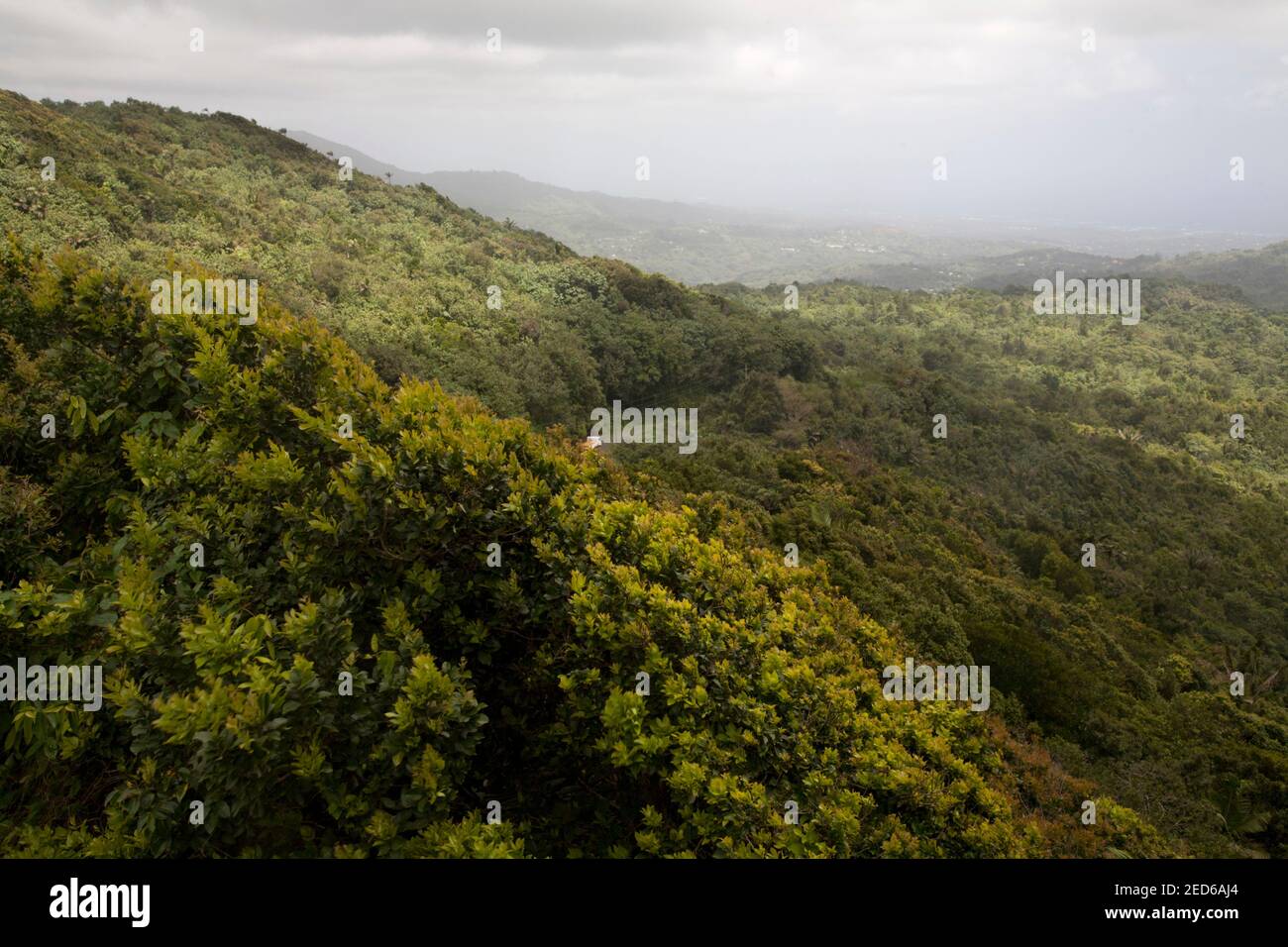 grand etang national park grenada windward islands west indies Stock ...