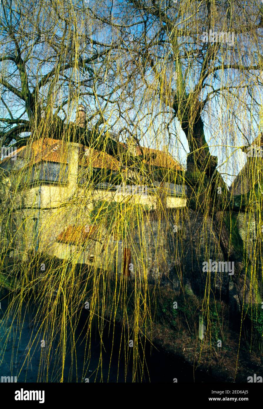 Bruges Belgium Tree & House by Canal Stock Photo - Alamy