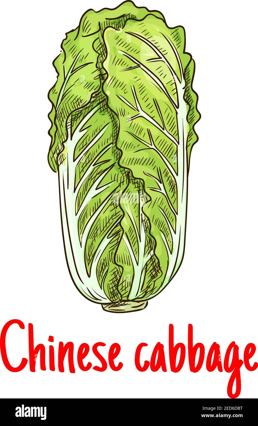 Chinese cabbage. Vector isolated sketch of napa leafy cabbage vegetable ...