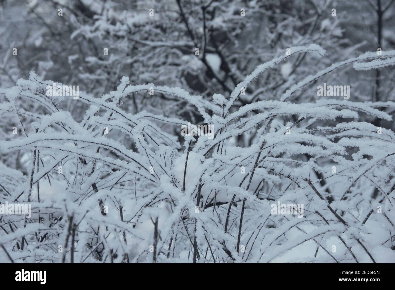 Winter landscape, frosted trees and bushes in a city park, winter ...
