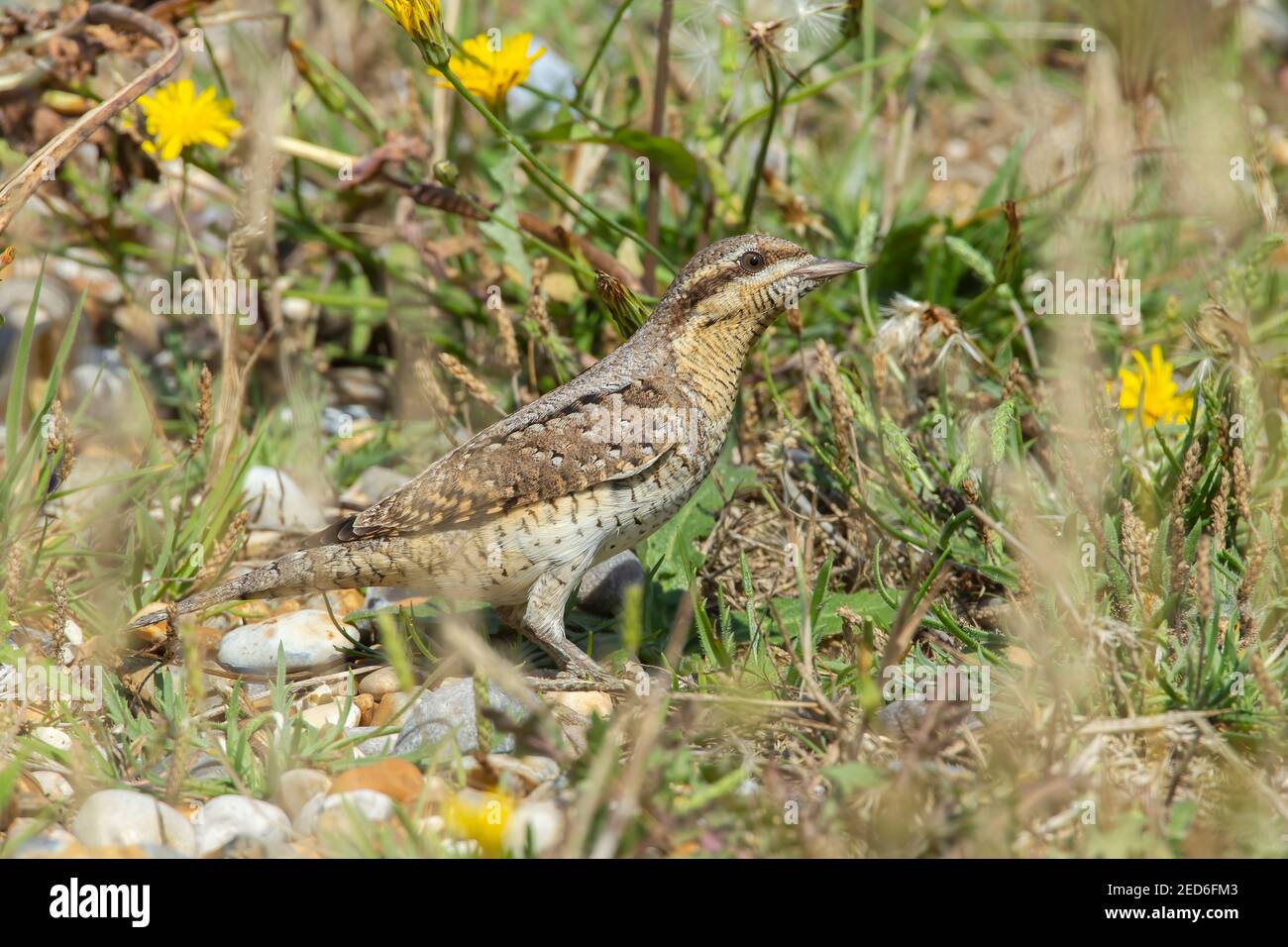 Birds baby protected rare garden hi-res stock photography and images ...